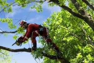 Pro Tree Service Savannah, GA | Tree Removal & Tree Service Near You